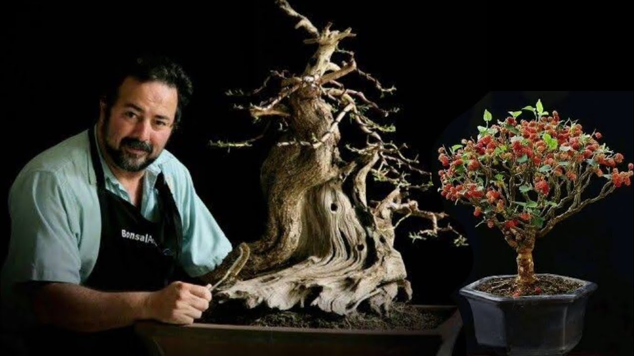 INSPIRASI BONSAI MURBEI TERBAIK - YouTube