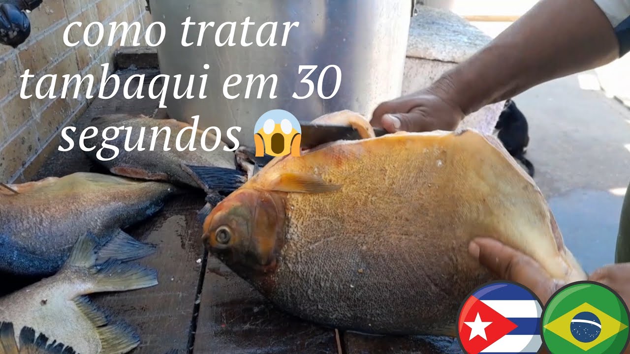 como tratar tambaqui em 30 segundos 😱 🇨🇺🇧🇷 - YouTube