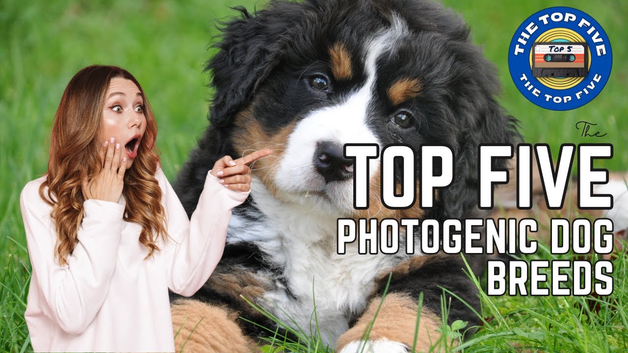 The Top 5 Best Photogenic Dog Breeds [4K] - YouTube
