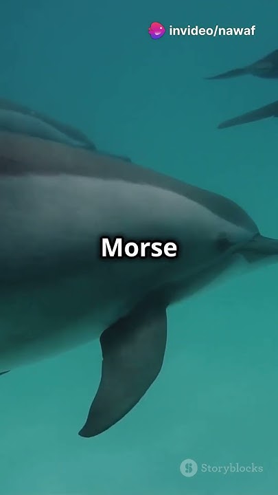 The Secret Language of Dolphins: What Are They REALLY Saying? 😮😮😮 - YouTube