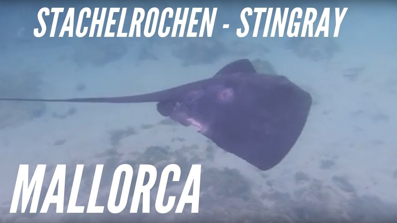 grosser Stachel Rochen - Stingray beim Segeln & Tauchen mit Stefan auf ...