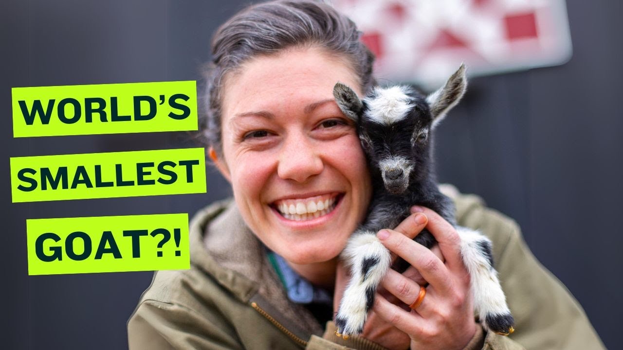 Smallest Goat In The World