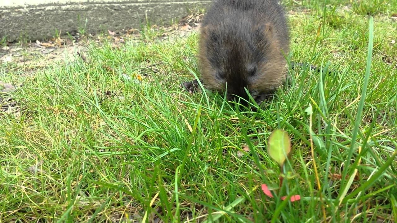 Baby Muskrat Brownsburg Indiana - YouTube