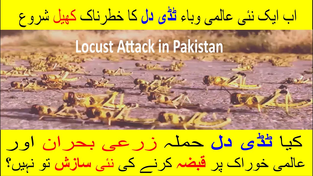 Tiddi Dal ka Hamla Desert Giant Locusts Attack in Pakistan || Dangerous ...