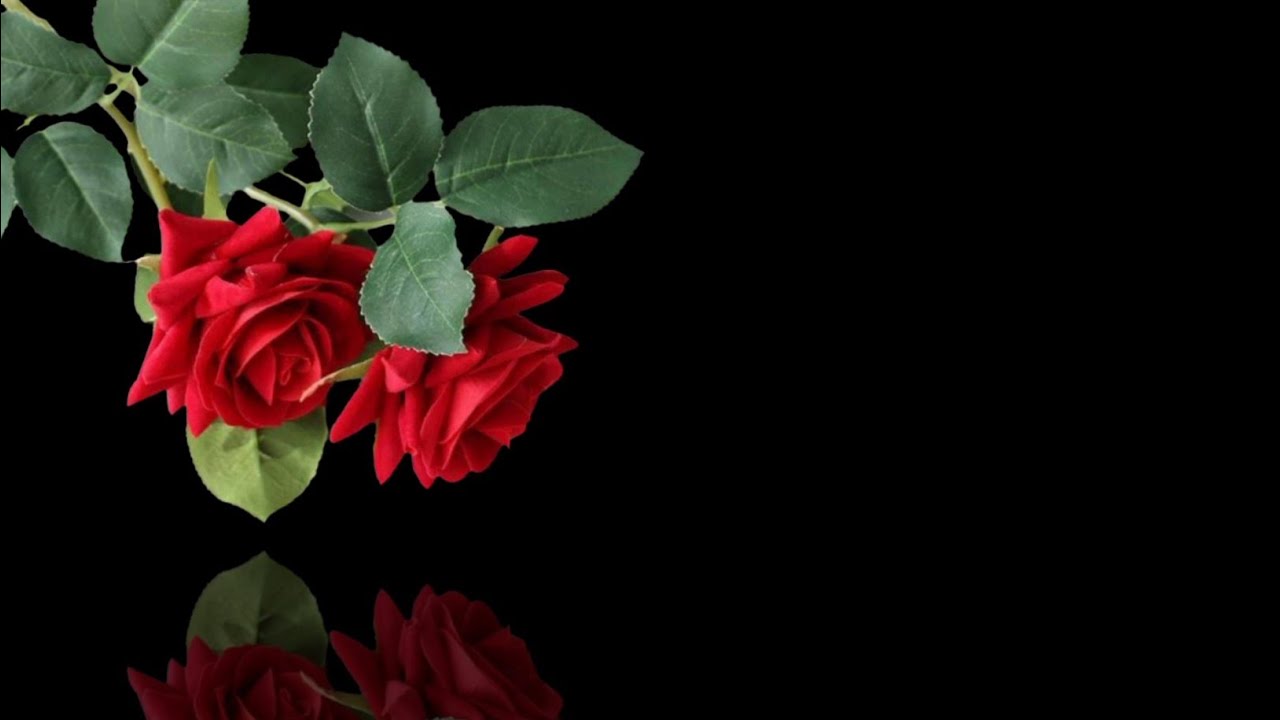 rose flower black screen effects | black screen rose status | rose ...