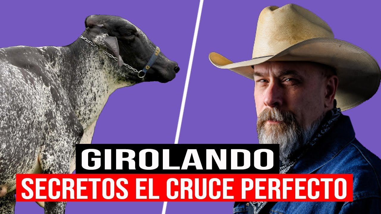 🌈 Conoce Los Secretos Del CRUCE PERFECTO: Holstein + Gyr En GIROLANDO 🤯 ...