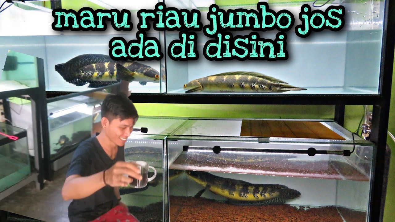 gila.. sudah pada galak ikan channa maru riau milik BONA pekanbaru ...