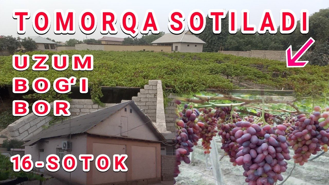 TOMORQA SOTILADI 16-SOTOK SURXONDARYO VILOYATI DENOV TUMANI PASPORT ...