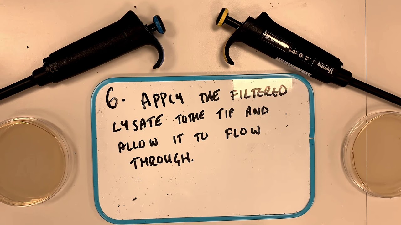 Full Qiagen MaxiPREP plasmid DNA extraction!! With steps! - YouTube