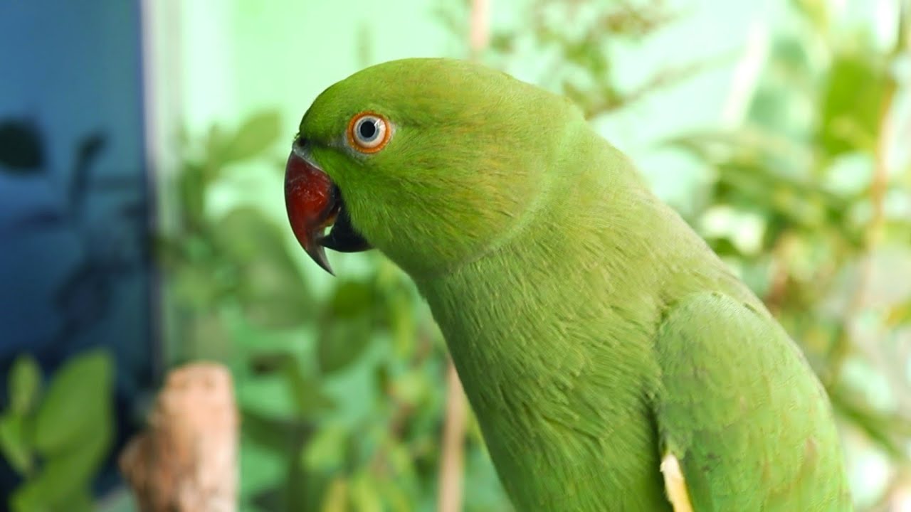 Parrot Voice | Natural Parrot Sounds | Parrot Calling Sounds || - YouTube