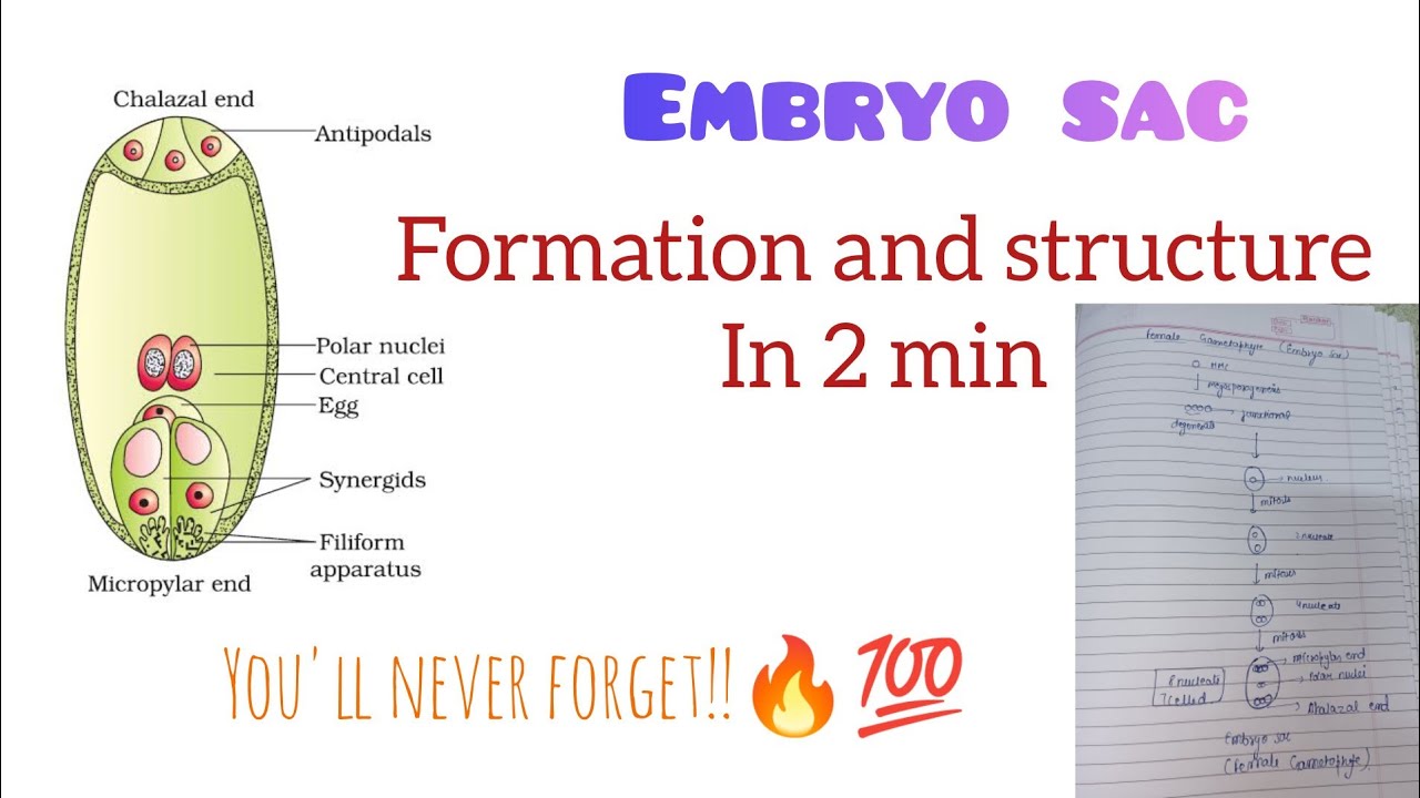 Embryo Sac in 2 min | Formation and structure | Your Neet Guide ...