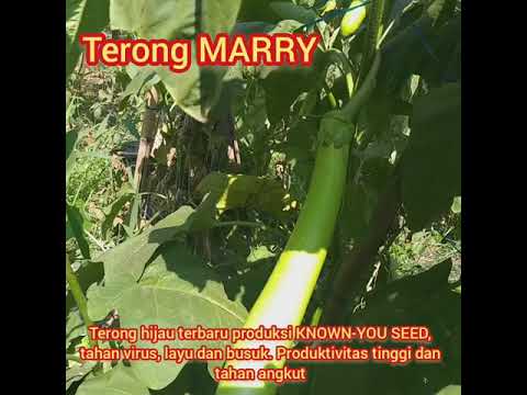 Terong Marry, Tahan virus, layu dan busuk, Produksi Tinggi, produk terbaru dari KNOWN-YOU SEED