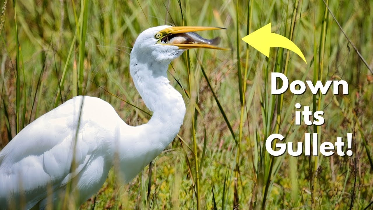 GREAT EGRET Swallows Fish - Watch it Wiggle Down it’s Gullet! - YouTube