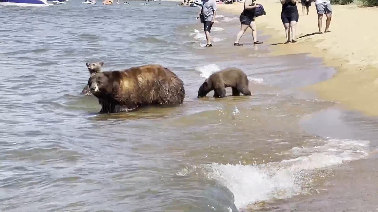 Chill Bears Hanging Out at Beach Are Still Dangerous - YouTube