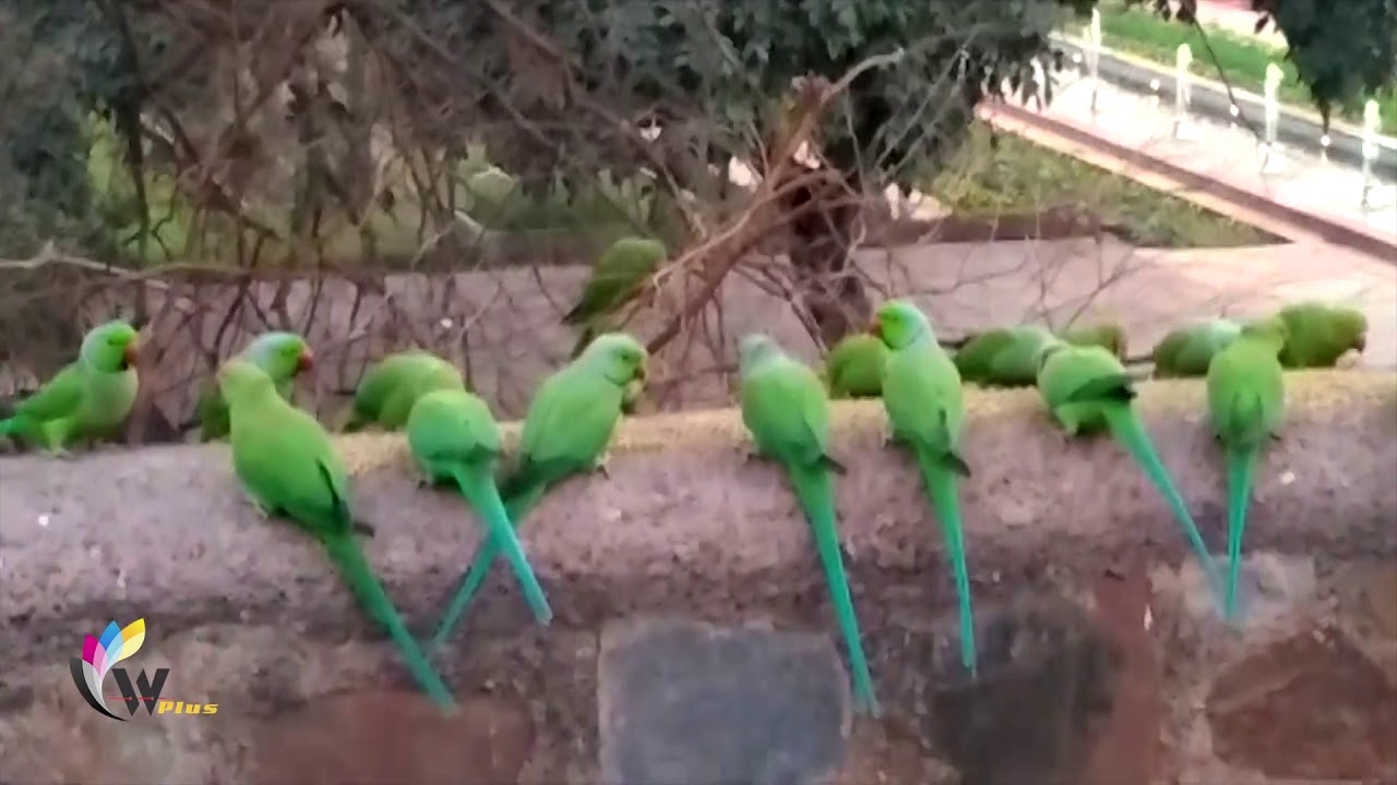Amazing Parrot Video | Parrots Videos Compilation cute moment of the ...