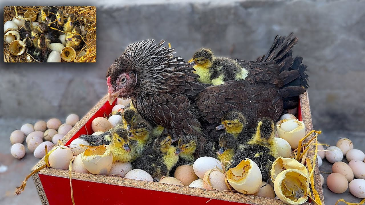 Can't Believe - Broody Hen Hatched Too Many Muscovy Ducks At same Time ...