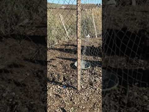 Tavuklarım yemleniyor