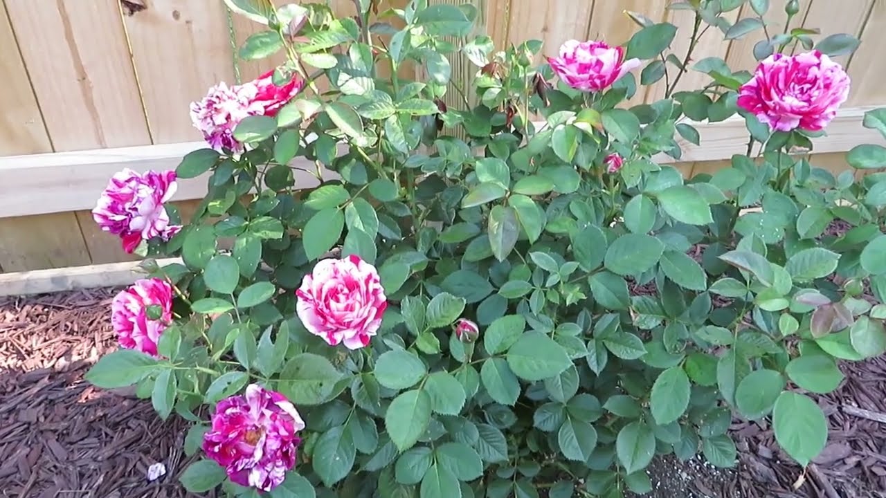 Scentimental Rose: A Fragrant Beauty That Blooms All Summer Long! - YouTube