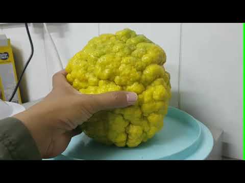 SCARY LEMON - YouTube