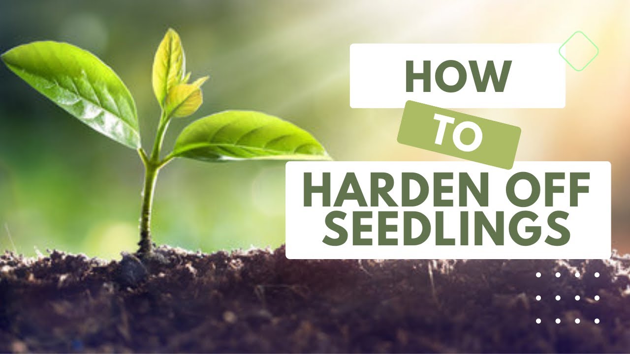 Hardening Off Seedlings (The Easy Way) - YouTube