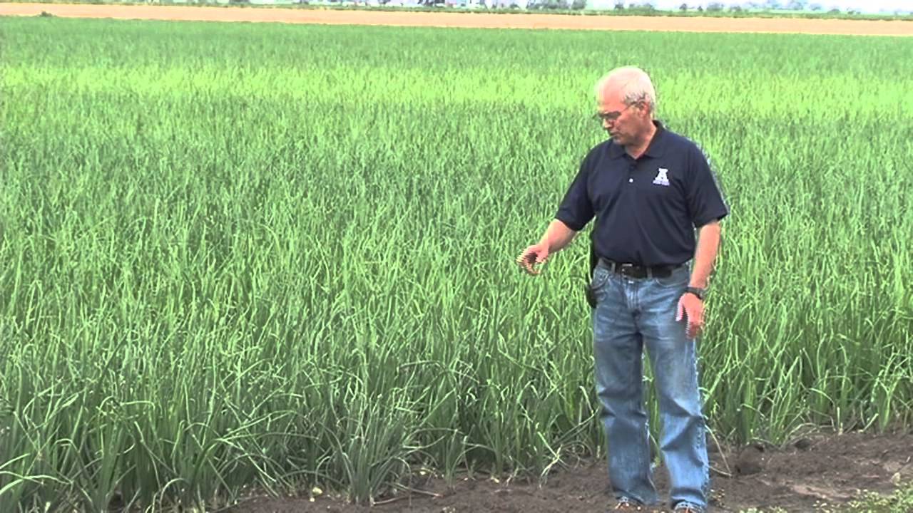 Onion Furrow Irrigation - YouTube