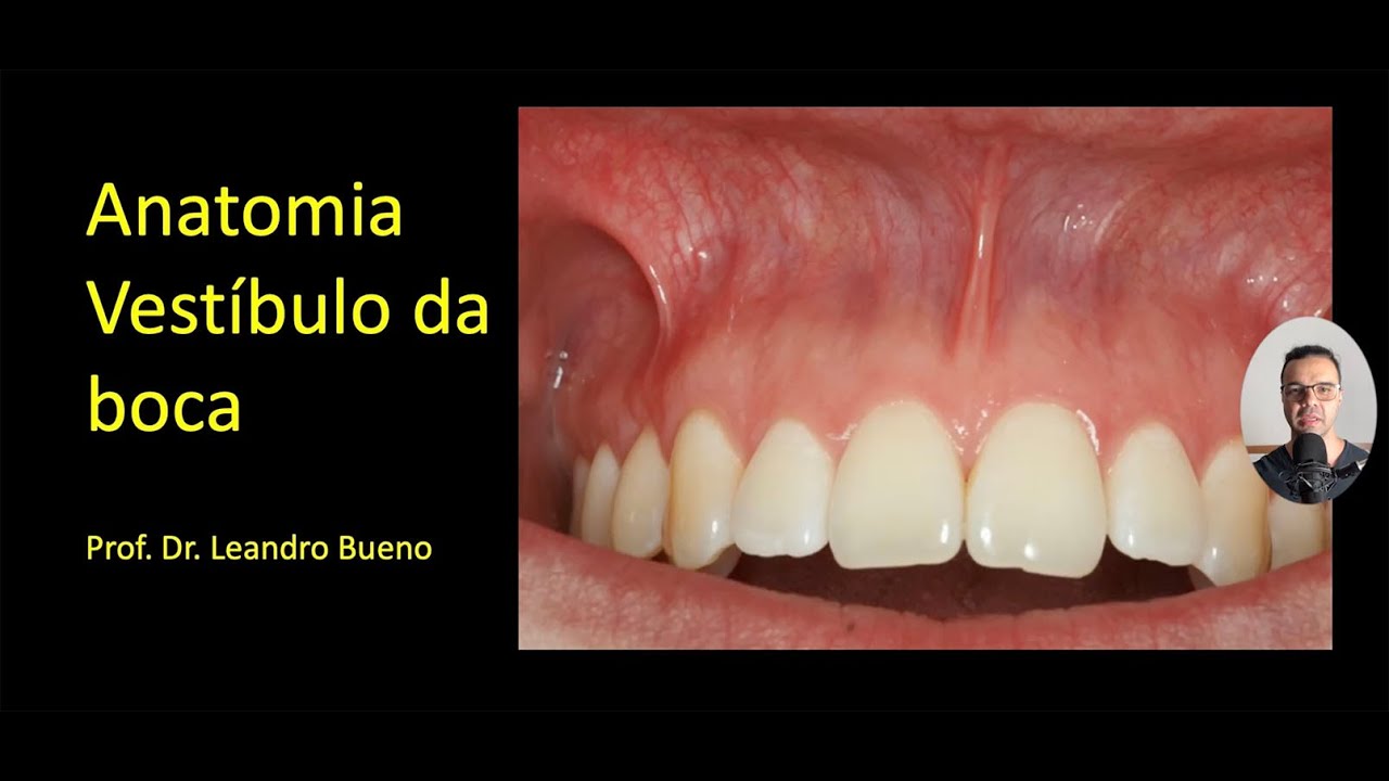 Vestíbulo da Boca - Anatomia Humana - YouTube