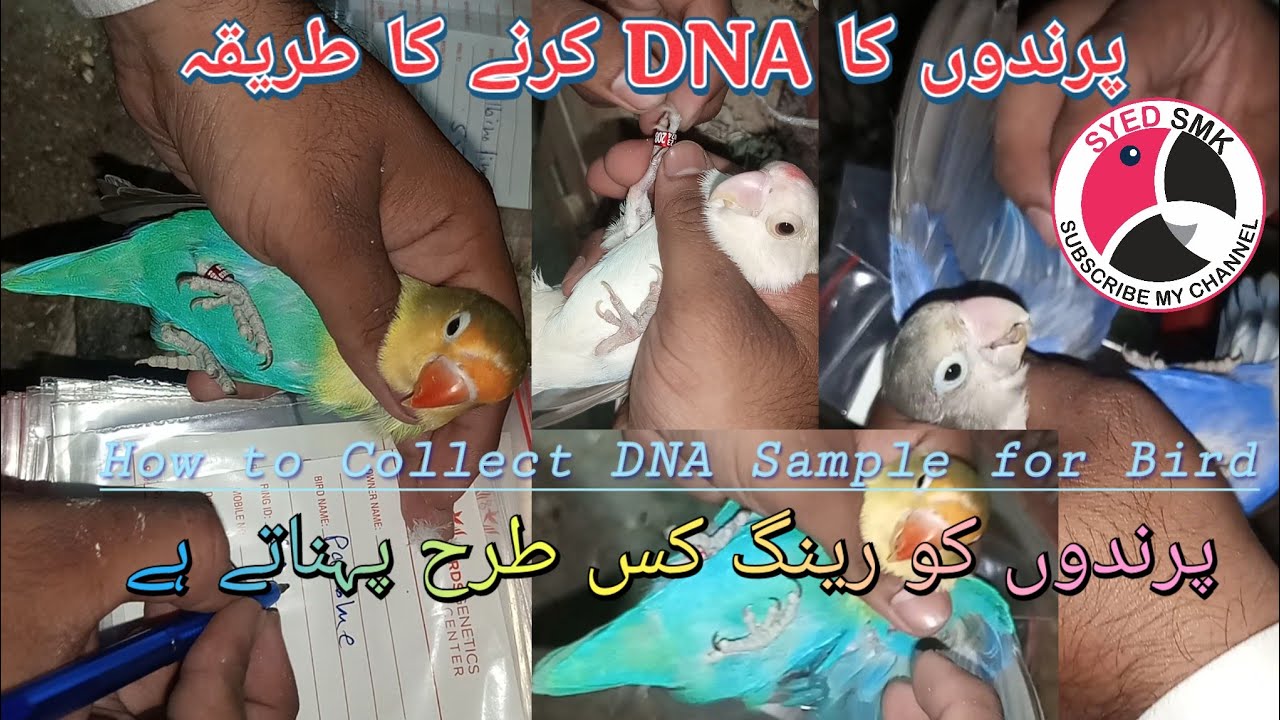 How to Collect the DNA Sample for LoveBirds #dna #dnalovebirds # ...