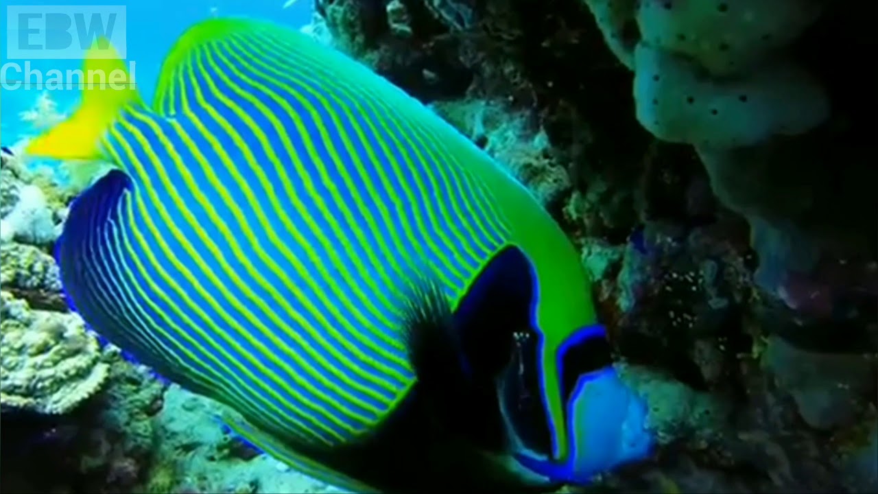 MUTASI IKAN ANGEL BATMAN _MUTATION OF EMPEROR ANGELFISH - YouTube