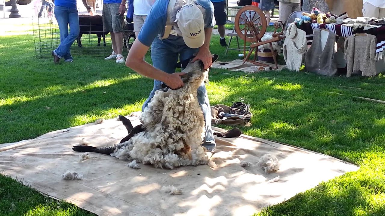 Sheep shearing demo with hand shears. - YouTube