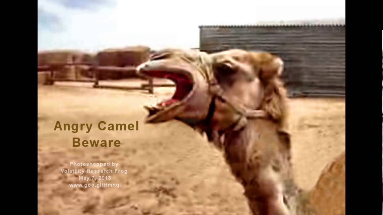 Angry Camel Beware - YouTube