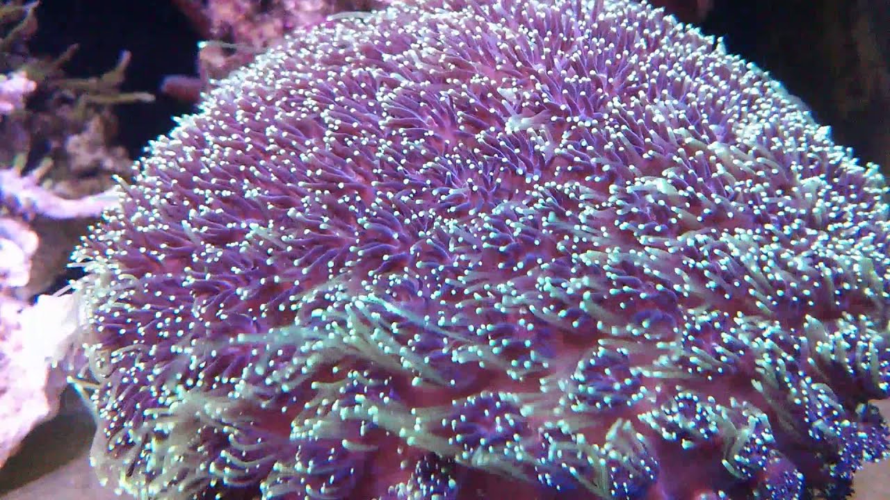 Green galaxea coral - YouTube