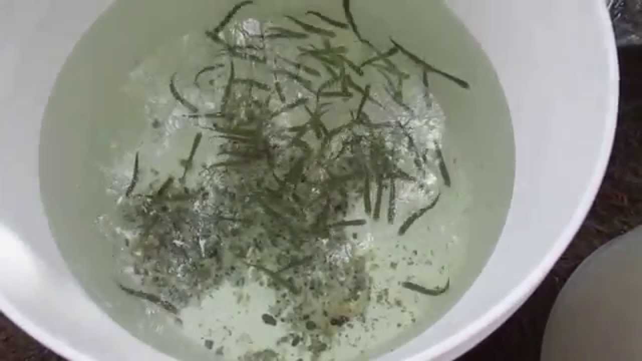 Salmon Fingerlings Ready to Release on Salt Sring Island . Part I - YouTube