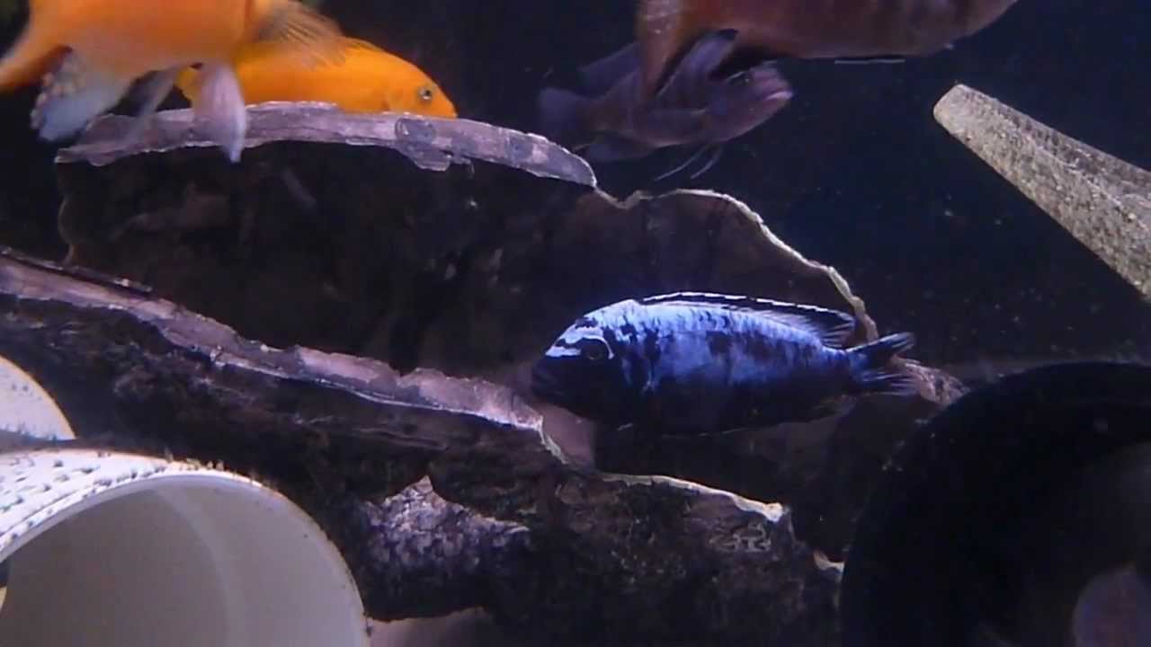 Introducing Metriaclima sp. Msobo Deep "Magunga" - Yellow Female & Blue ...