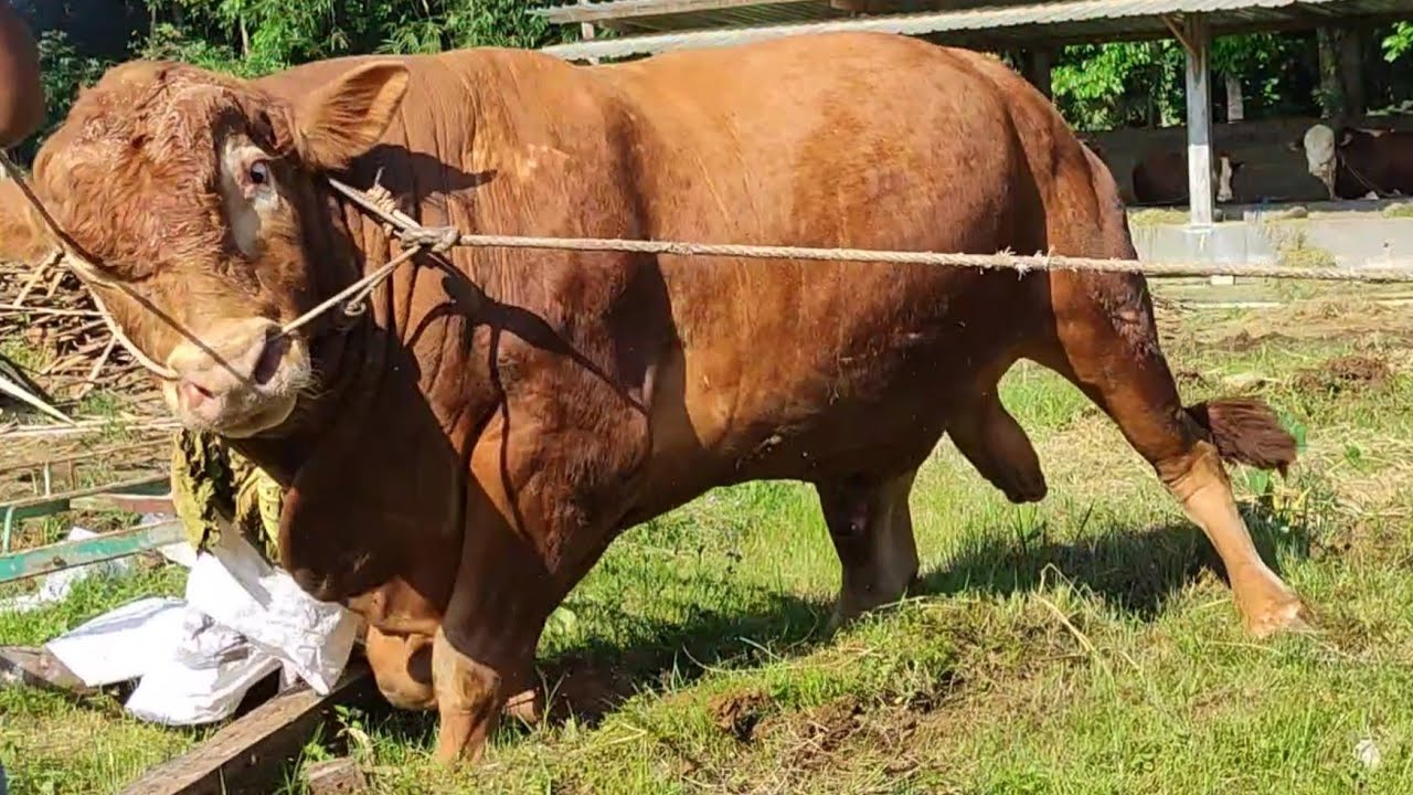 KUMPULAN SAPI MONSTER KELUAR KANDANG AKBAR FARM‼️ - YouTube