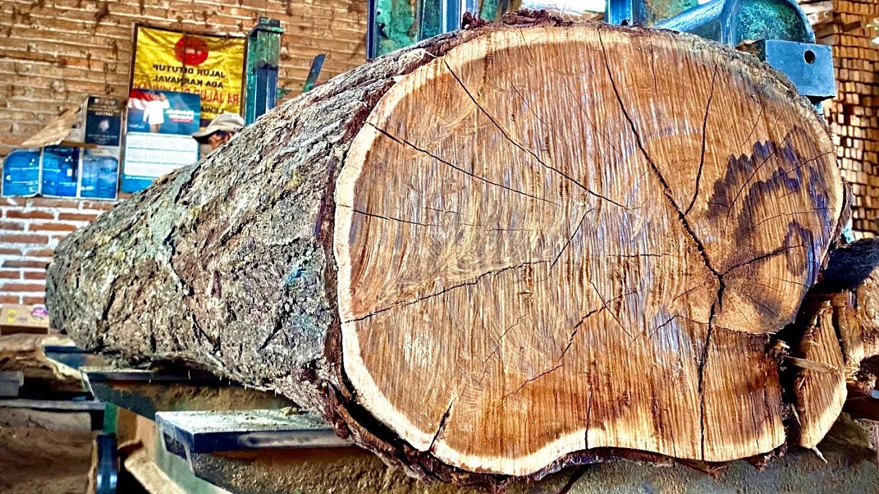 Ini dia jenis kayu akasia sekeras besi! Bilah gergaji gampang tumpul di ...