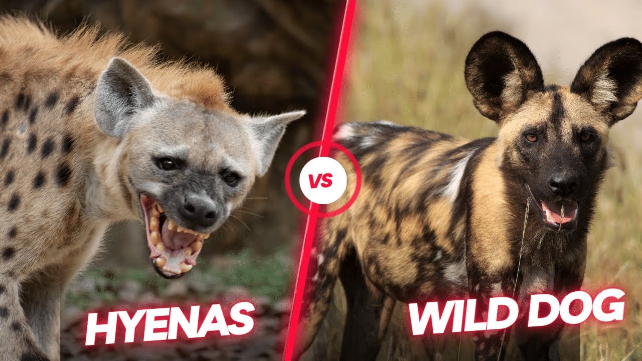 Hyenas vs Wild Dogs:Hunting Skills, Physical Strength and More - Jungle ...