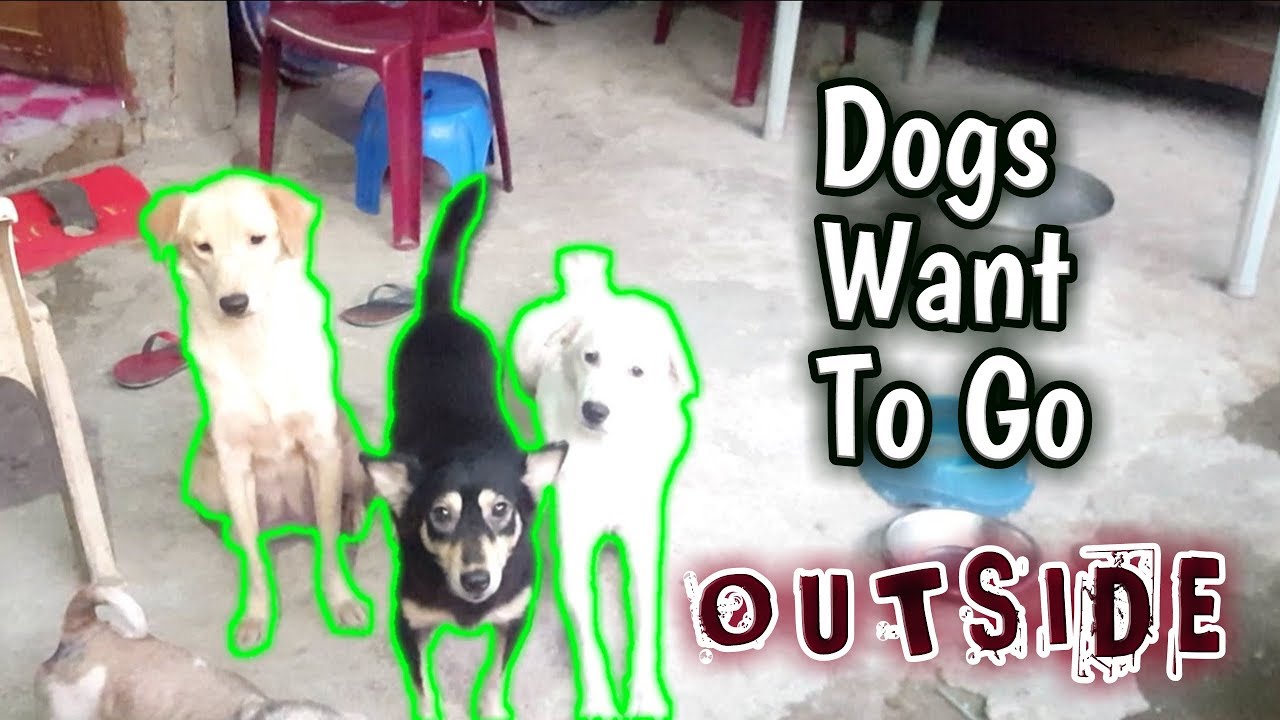 Dogs Want To Go Outside | Funny Moment 😙😄😗😺😸😻 - YouTube