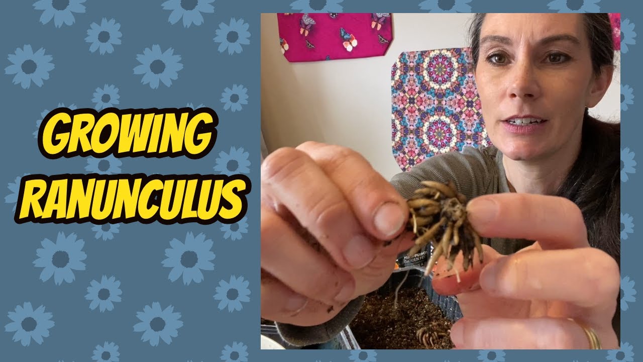 How to Pre-Sprout and Grow Ranunculus - YouTube