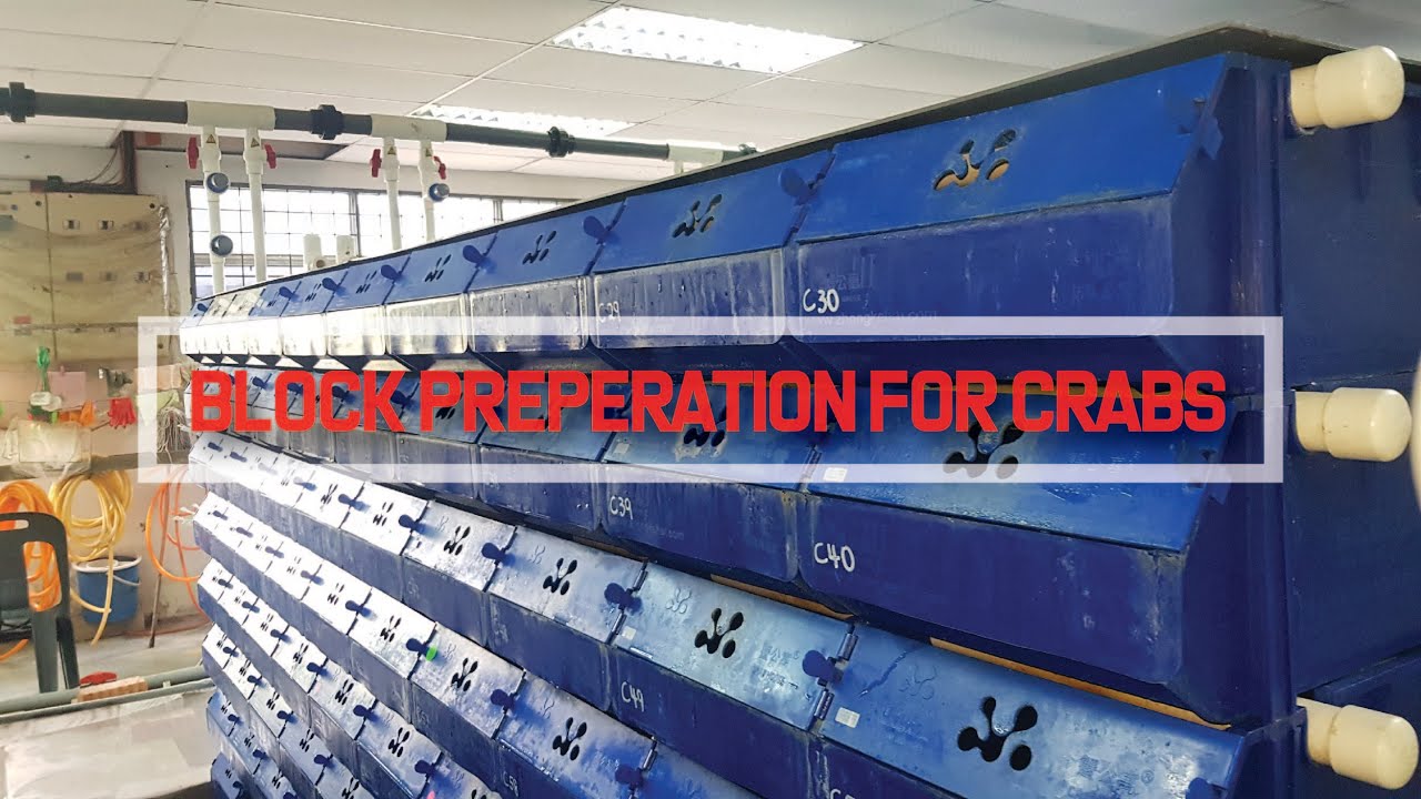 Preparation of mud crab farming system before stocking - YouTube