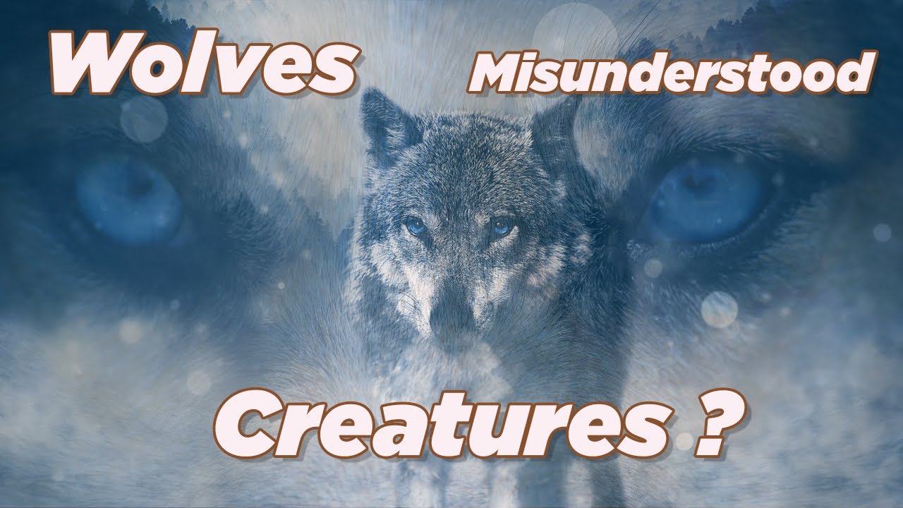 Wolves : Misunderstood Creatures? - YouTube