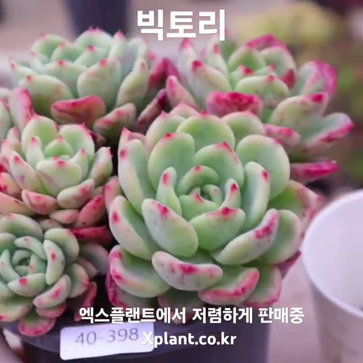 빅토리 다육이 다육식물 다육 Succulents 多肉植物 다육싸게파는곳 엑스플랜트 다육이키우기 다육이종류 다육