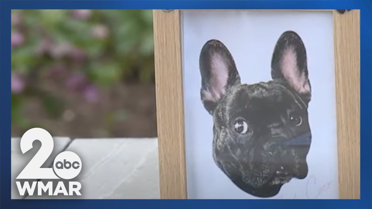 Baltimore dog owner learns pet's carcass was dumped in a ditch - YouTube