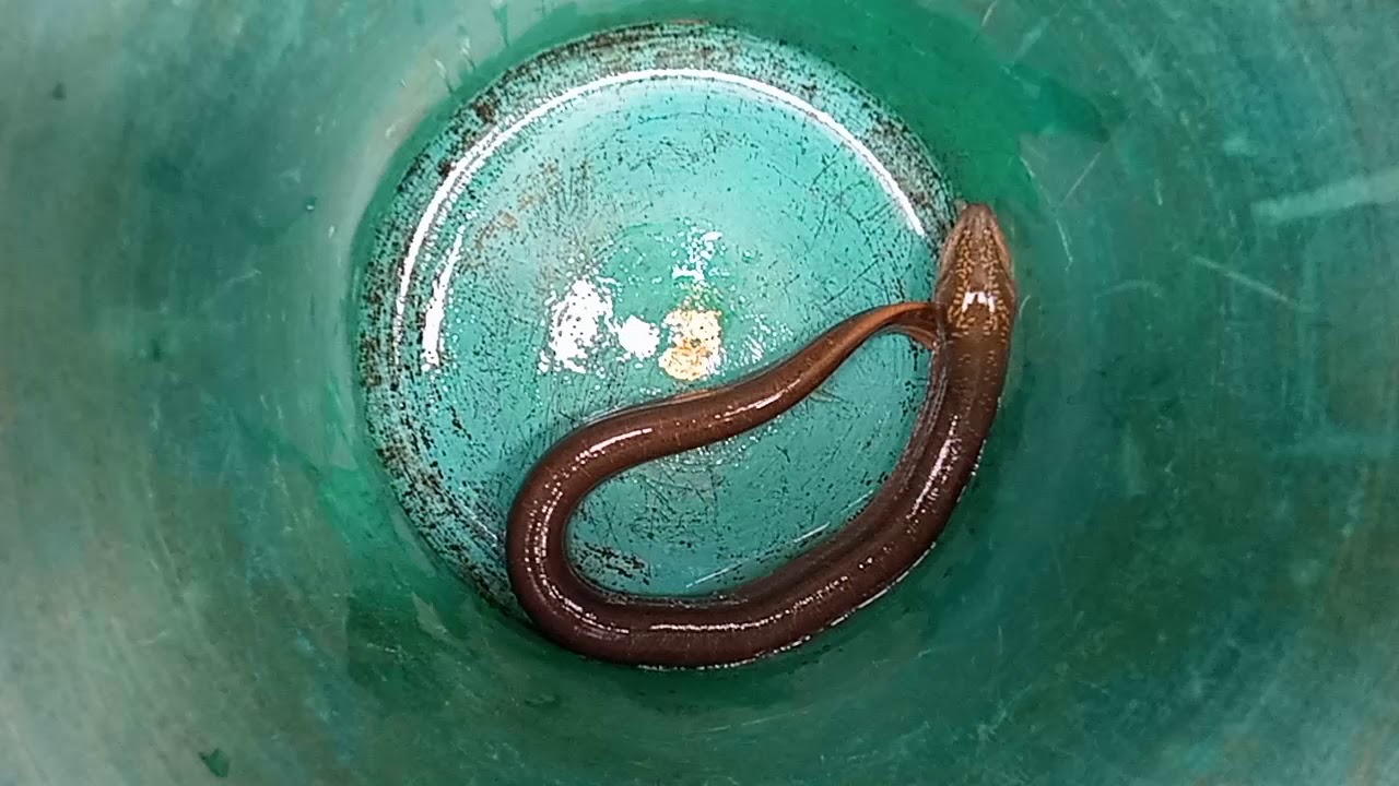 masarap n pulutan.at mala ahas na higat Ang nakuha ko s fish pond ...