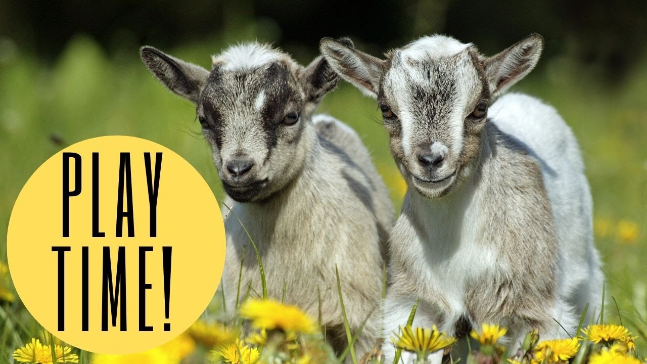 Morning Baby Goat Fun | Baby Goats Out for the FIRST Time! | 8 Baby ...