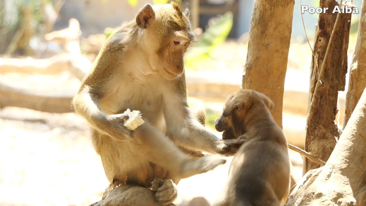 PMG! This Dog Wanna To Compete For Food From Monkey! Hahaha - YouTube