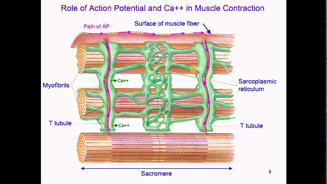Muscle Tissue Lab - YouTube