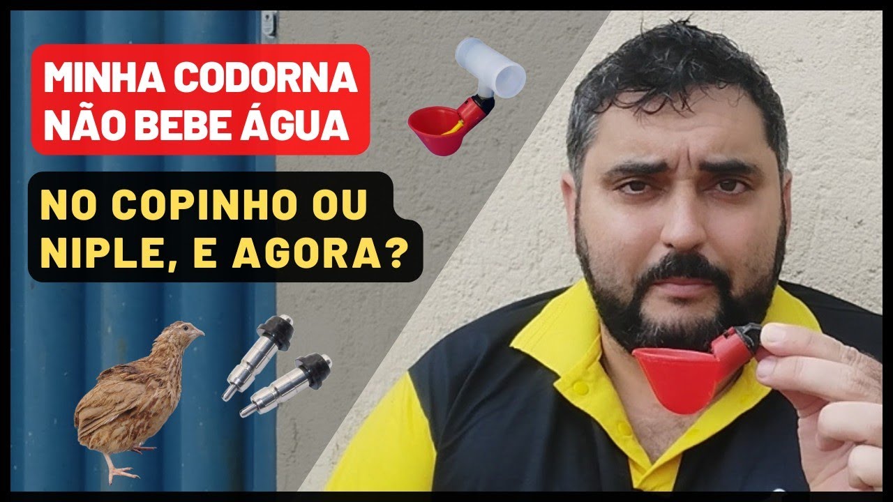Minha codorna não bebe água no bebedouro copinho | Ensinando a codorna ...