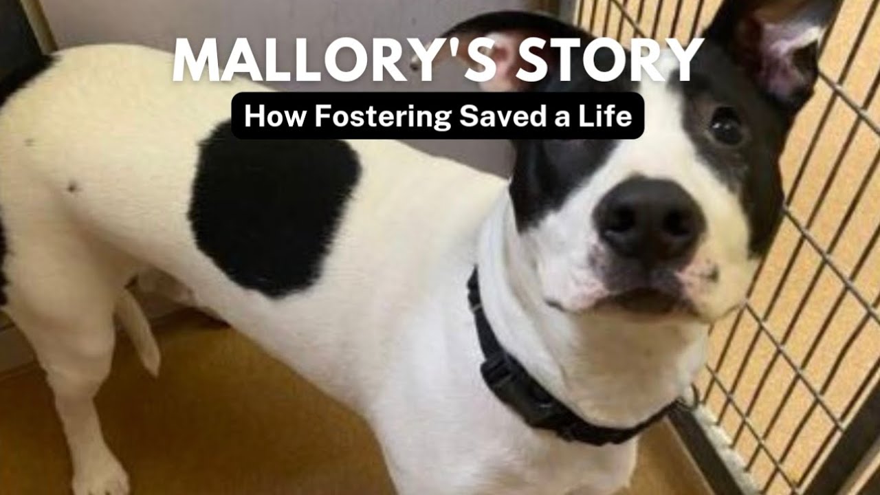 Mallory's Story - How Fostering Saved a Dog's Life - YouTube