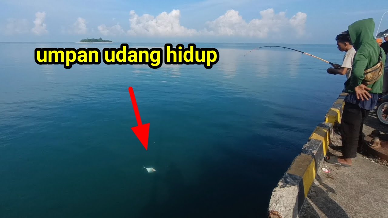 Mancing di dermaga menggunakan Umpan udang hidup,,, Ikan kuwe Rambe ...