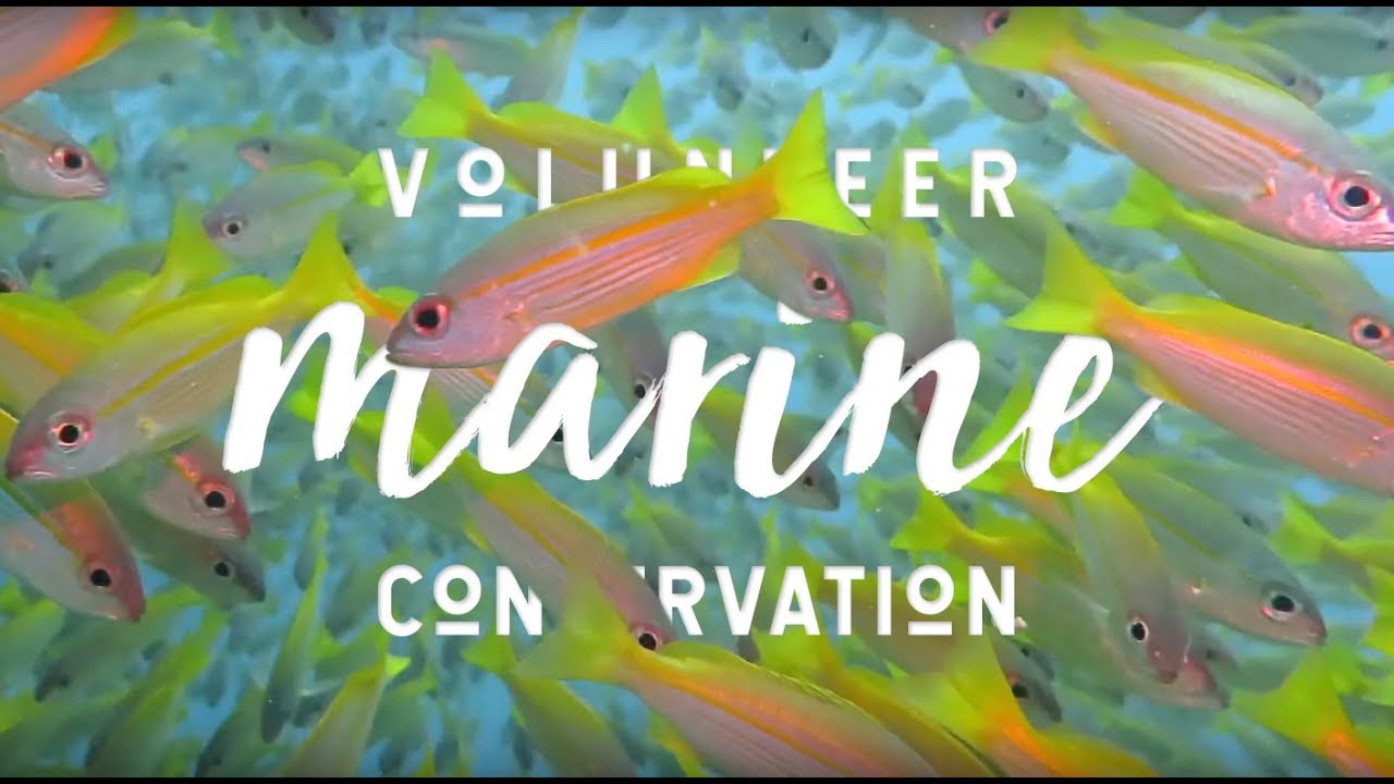 Volunteer Marine Conversation in Madagascar with MRCI - YouTube
